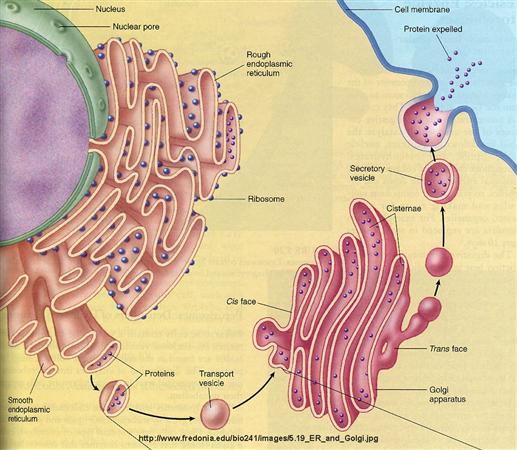 Golgi Apparatus - Biochemistry - Medbullets Step 1